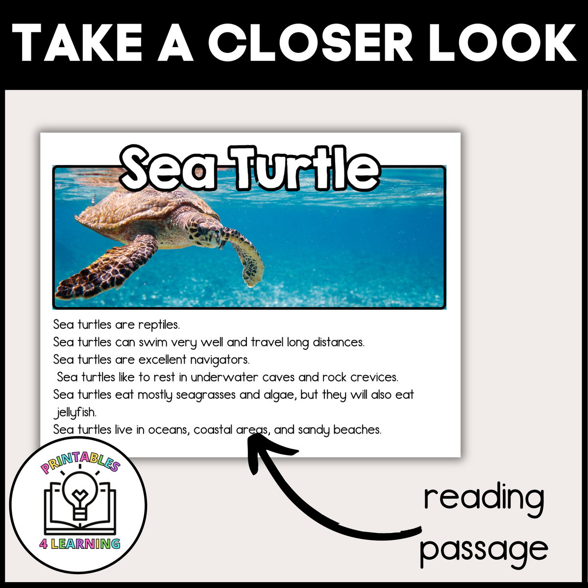 Sea Turtle Animal Study for Kids – Printables 4 Learning