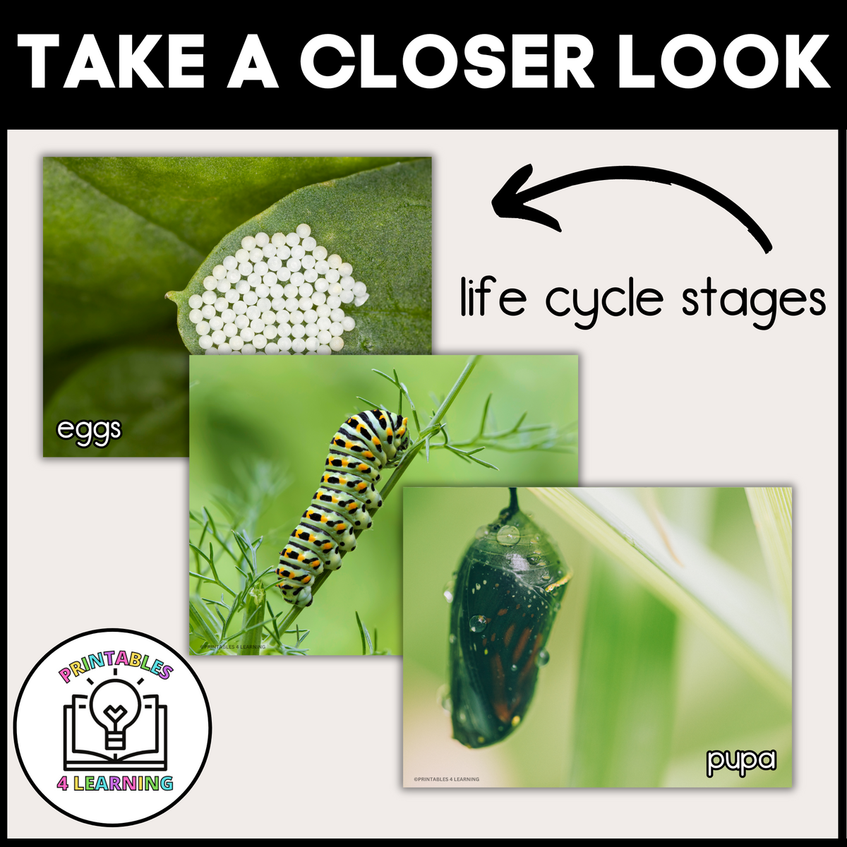 Printable Butterfly Life Cycle Posters – Printables 4 Learning
